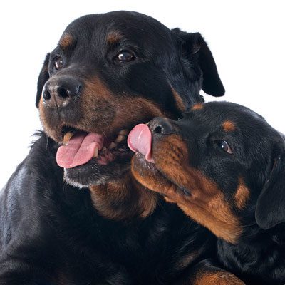 Signs of Dental Issues In Dogs | Fairfield Animal Hospital